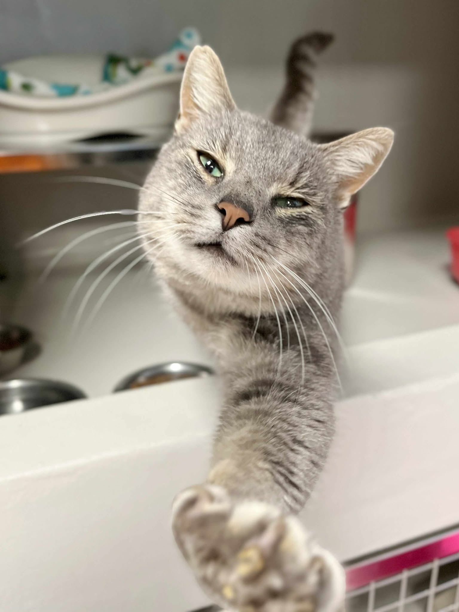 Adoption chien & chat | Refuge Sans Collier, adoptez un animal