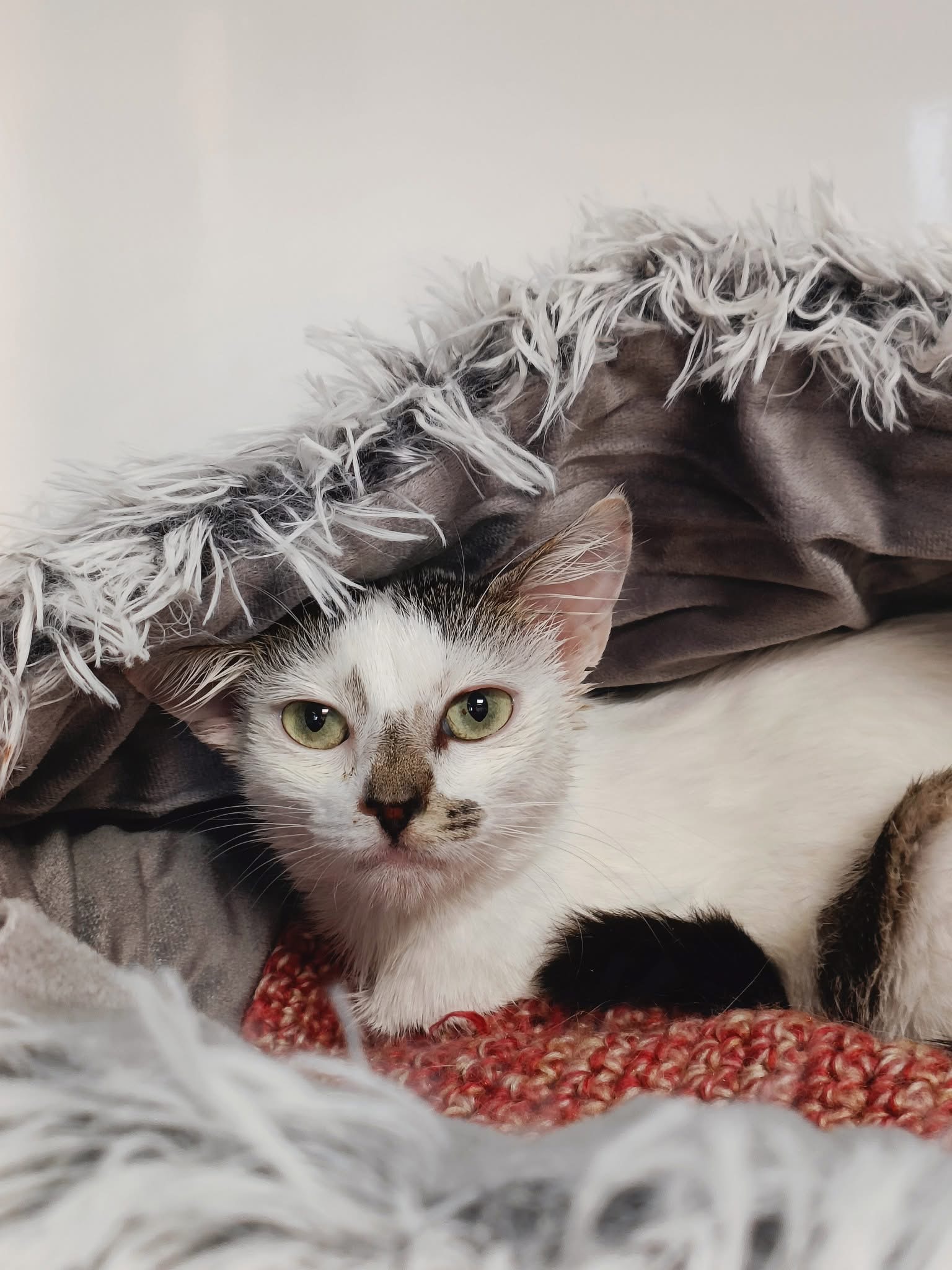 Chats à adopter | Refuge Sans Collier - Perwez, Belgique