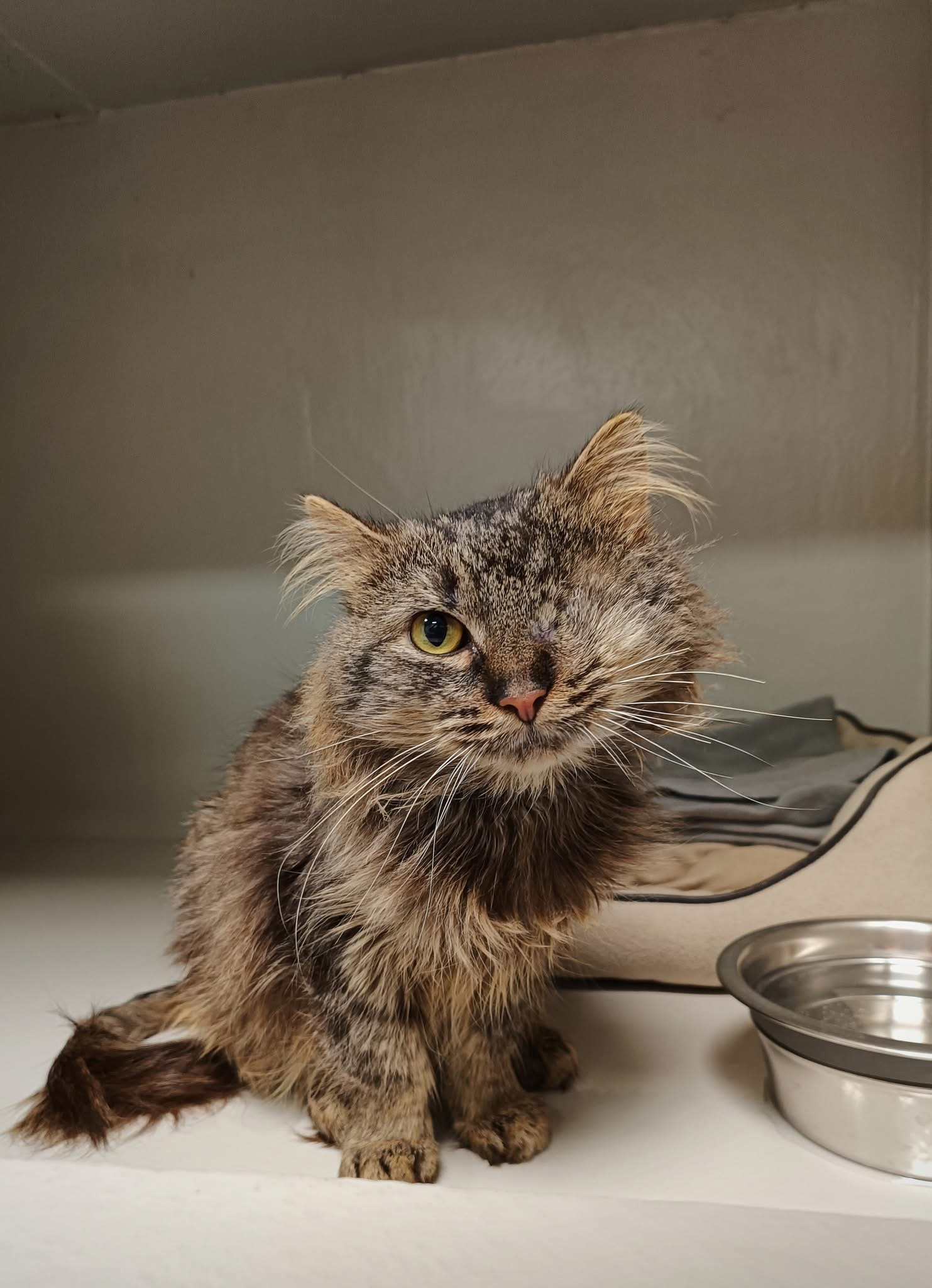 Chats à adopter | Refuge Sans Collier - Perwez, Belgique