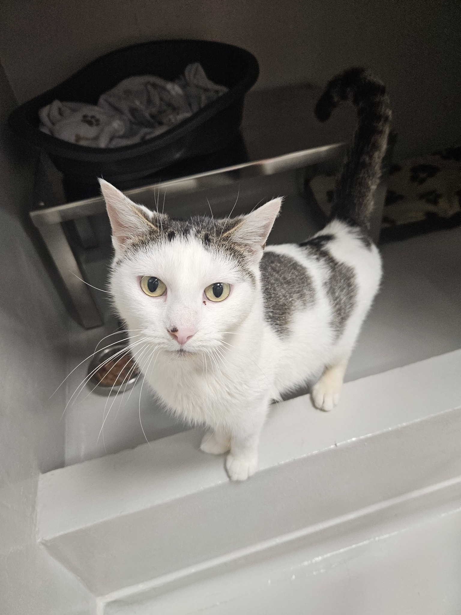 Sans Collier | Raymond