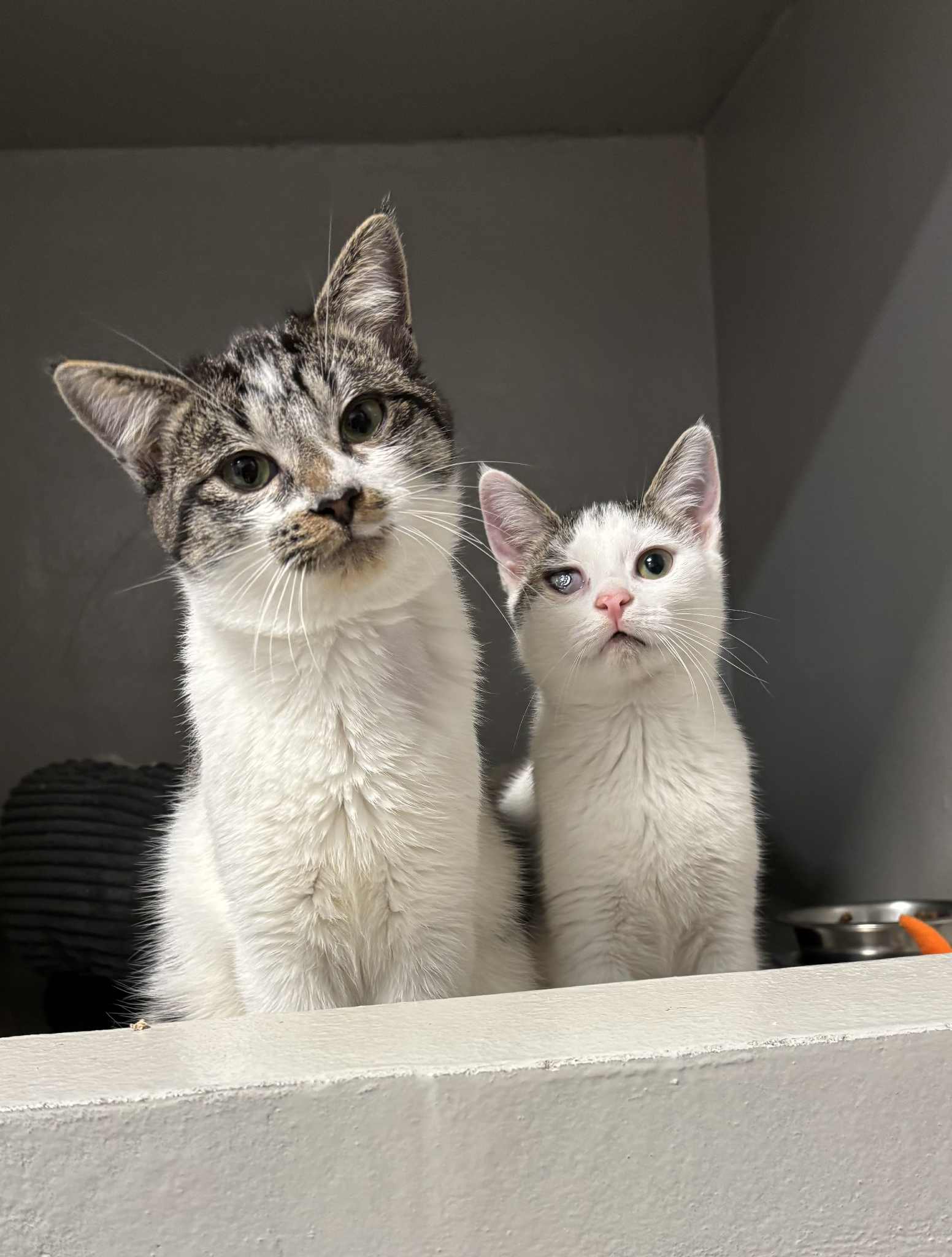 Sans Collier | Bétanie